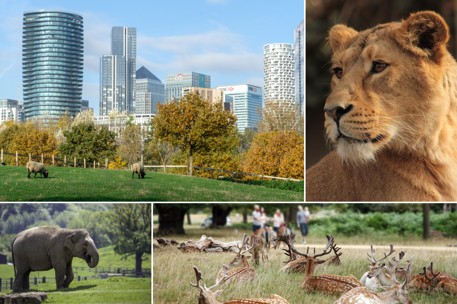 The wild side: where to see animals in London - London Planner