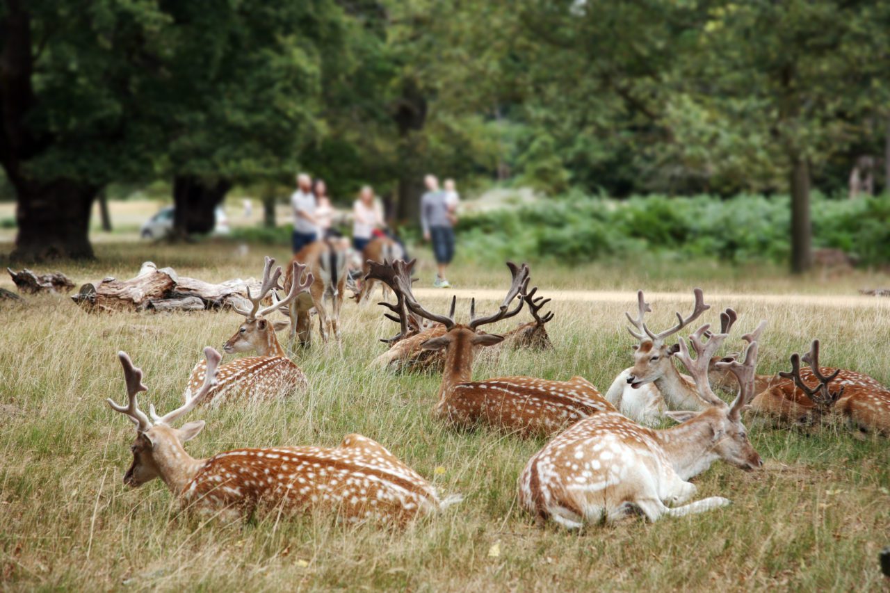 The wild side: where to see animals in London - London Planner