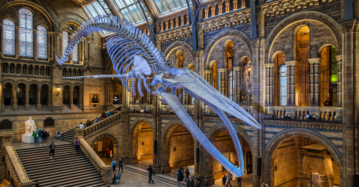 What’s on at The Natural History Museum? - London Planner